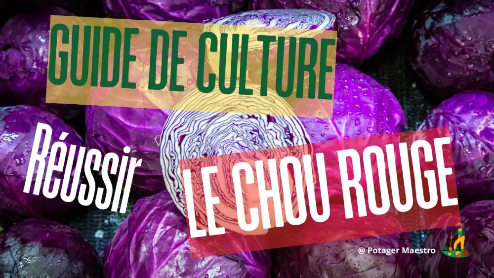 Culture du chou rouge : guide complet du semis à la récolte